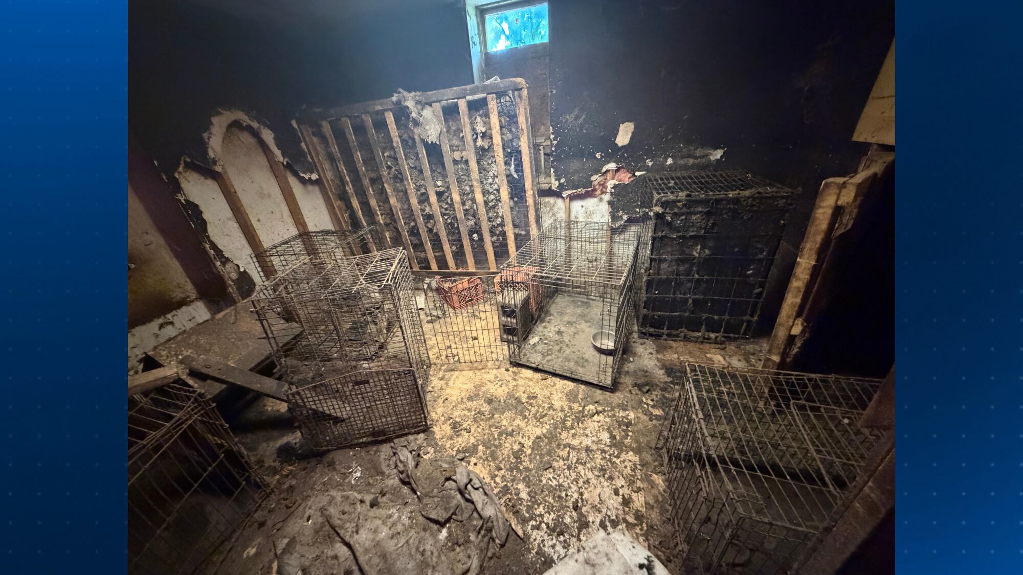 64 animals rescued from possible illegal kennel in Pittsburgh-area home ...