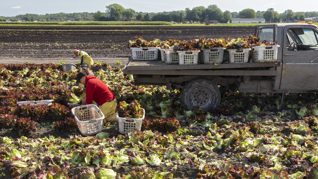 Gardeners explore heat-tolerant lettuce and denim-grown mushrooms