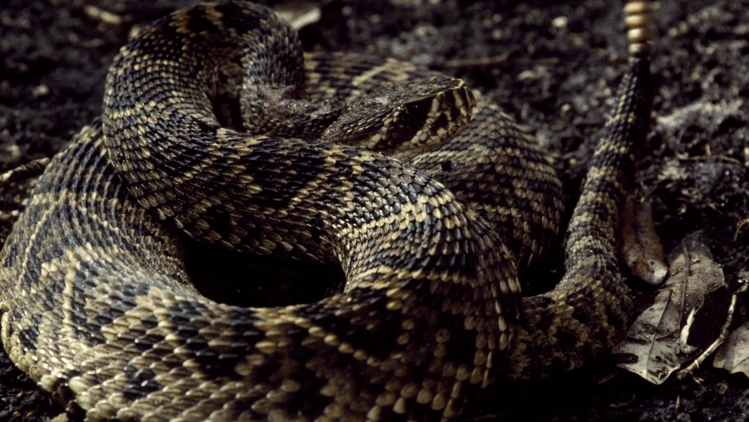 Study finds 40% of southeastern US snakes carry deadly pathogens