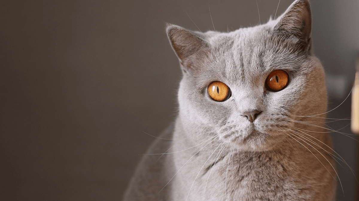 Science reveals which words cats understand best
