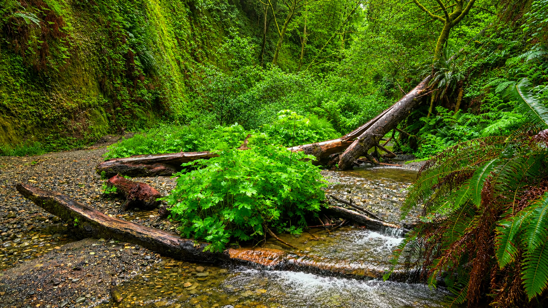 Explore Fern Canyon in California’s Prairie Creek Redwoods (4K)