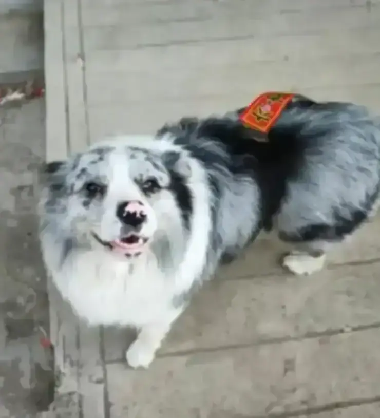 Perrito con 1,5 millones de seguidores tiene destino de partir el ...