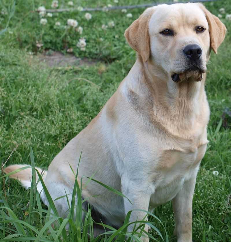 These 11 dogs think everyone is a friend – these 4 absolutely disagree