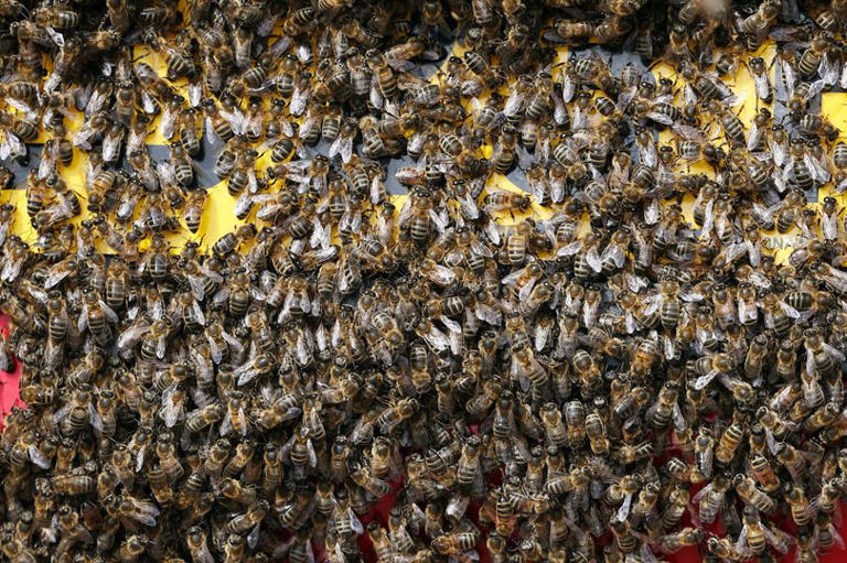 Mystery as thousands of bees swarm man's car outside Tyneside bingo hall