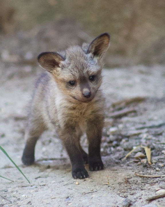 Fort Wayne Zoo’s bat-eared fox gives birth to 5 kits