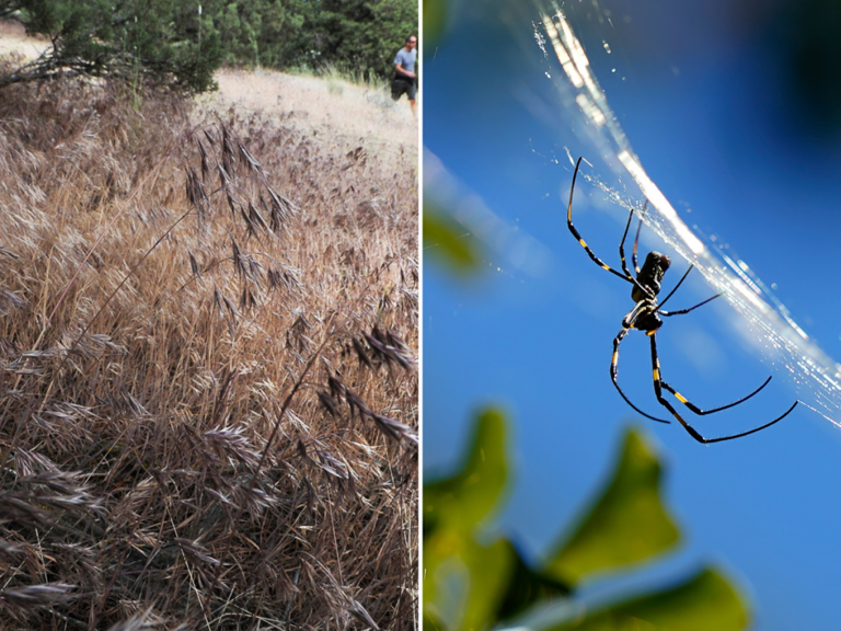 Invasive species spreading across US ranked: Most to least concerning