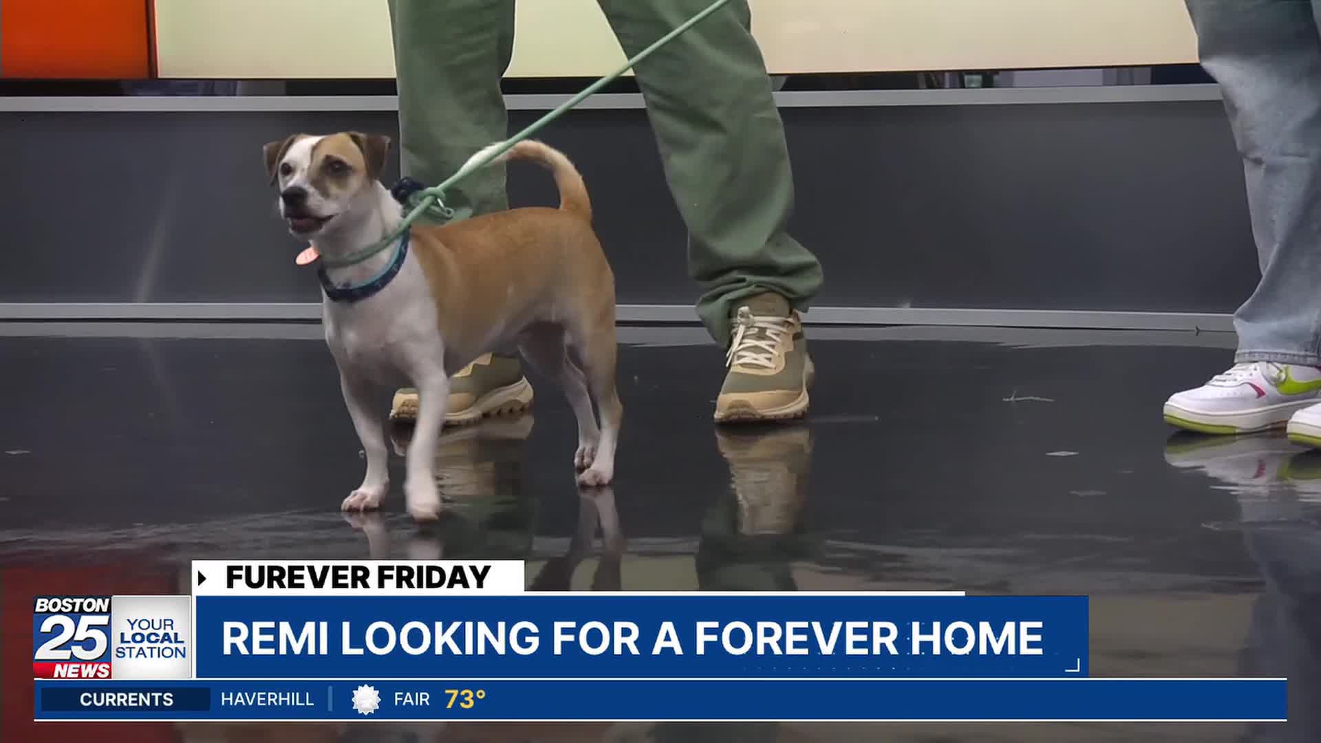Furever Friday: Remi looking for a forever home