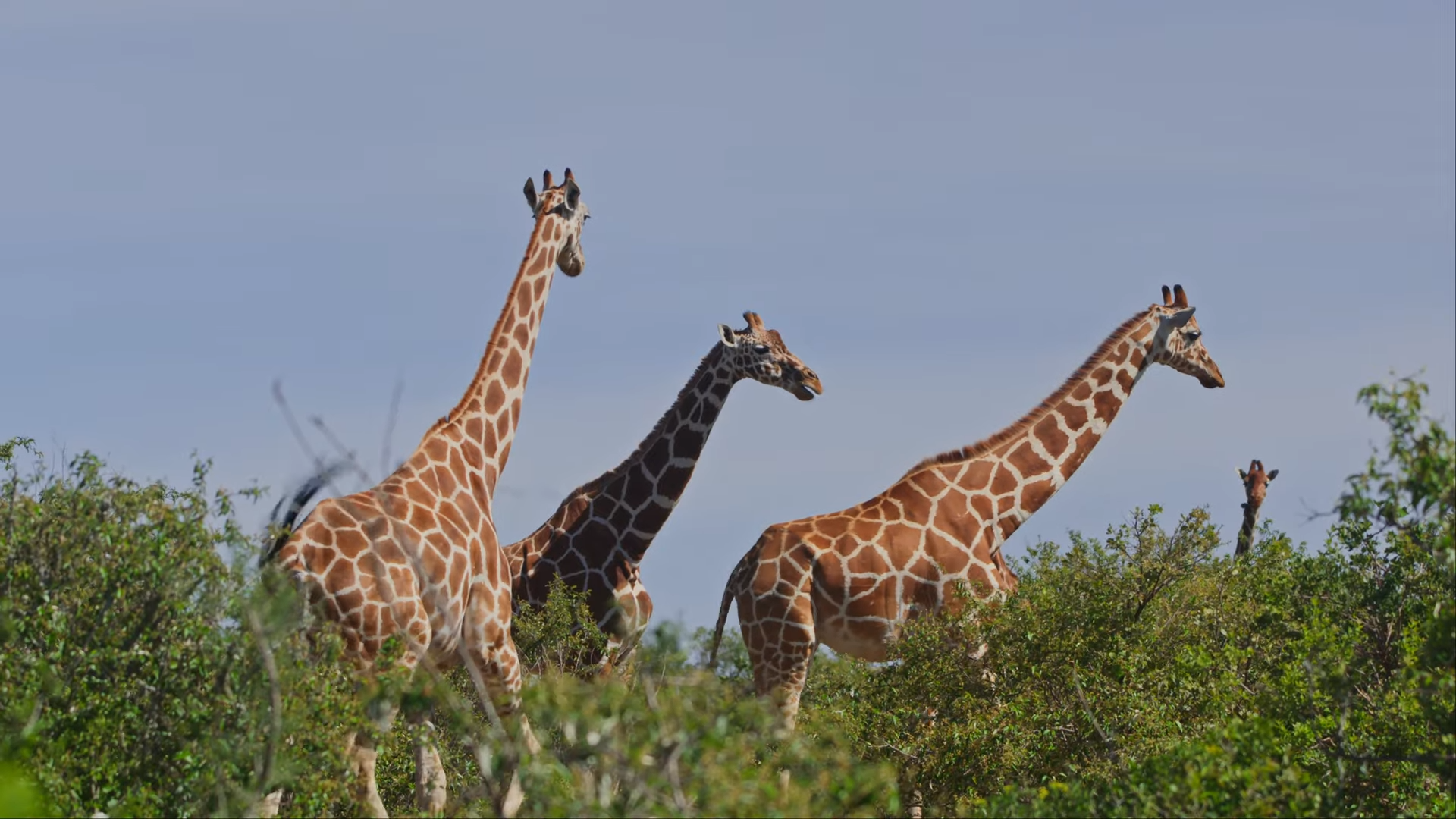 These giraffes look normal - but they're actually gay