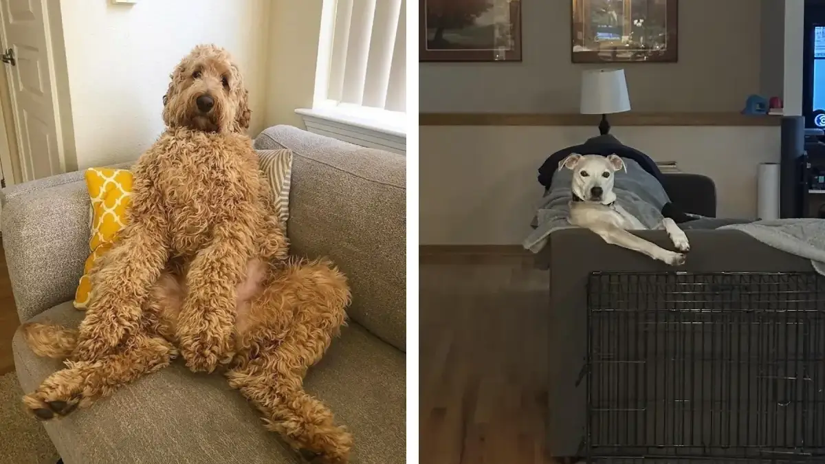 19 dogs who were told to stay off the furniture and made a full counter ...
