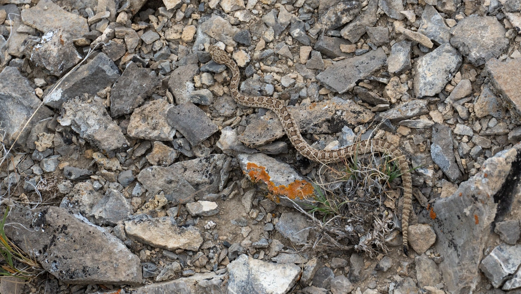 Study reveals multiple deadly pathogens threatening southeastern snakes