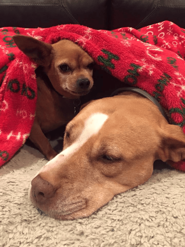 A man came to adopt a pit bull, but she wouldn't leave without her ...