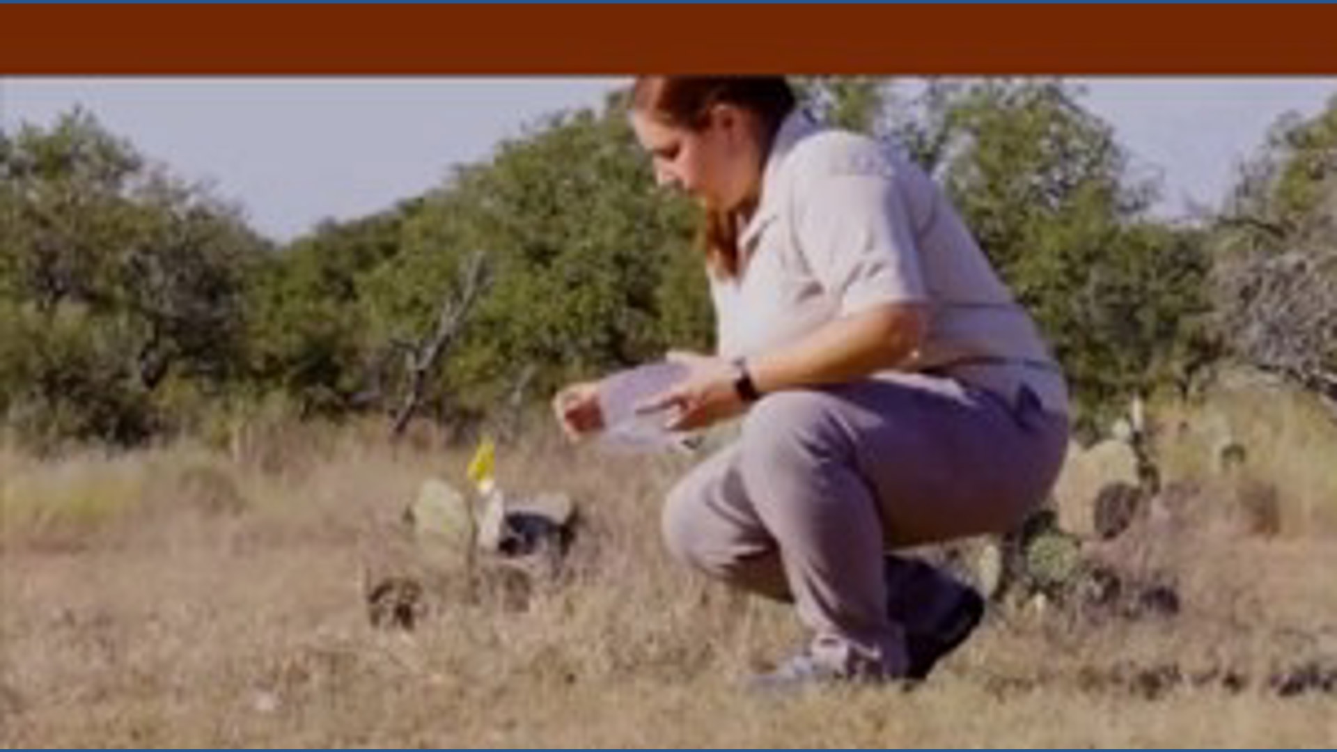 The return of the Texas horned lizard