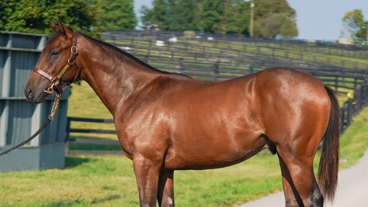 Growth equity gives Stone Farm a shot at another Belmont Classic
