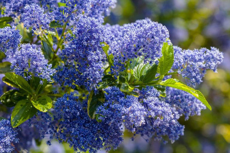 A go-to list of the most important gardening jobs to get done in July