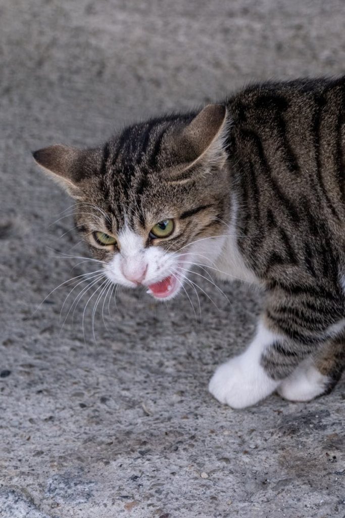 Why an angry hissing stray forced her way inside