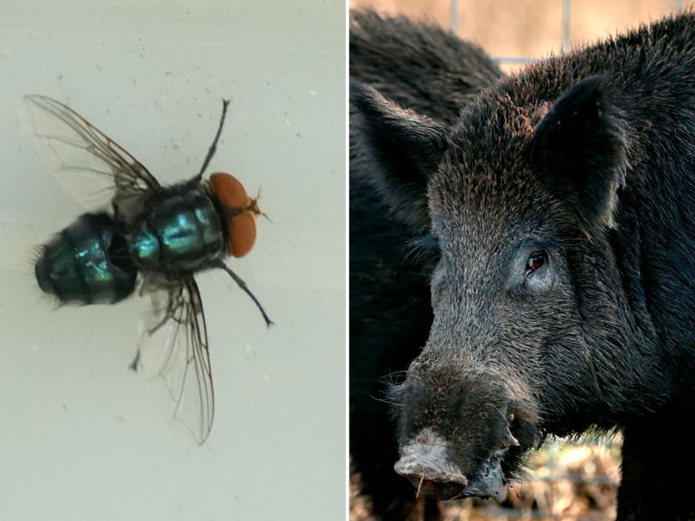 Invasive species spreading across US ranked: Most to least concerning
