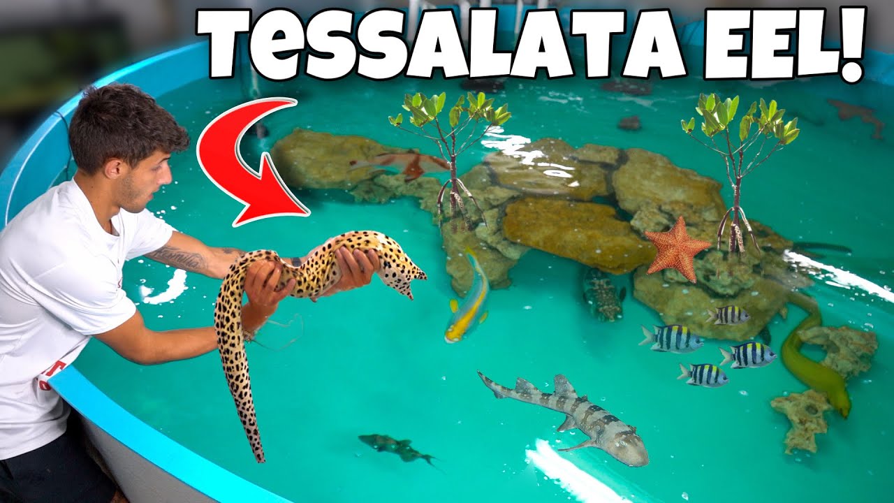Rescuing deadly eel for my saltwater pond!