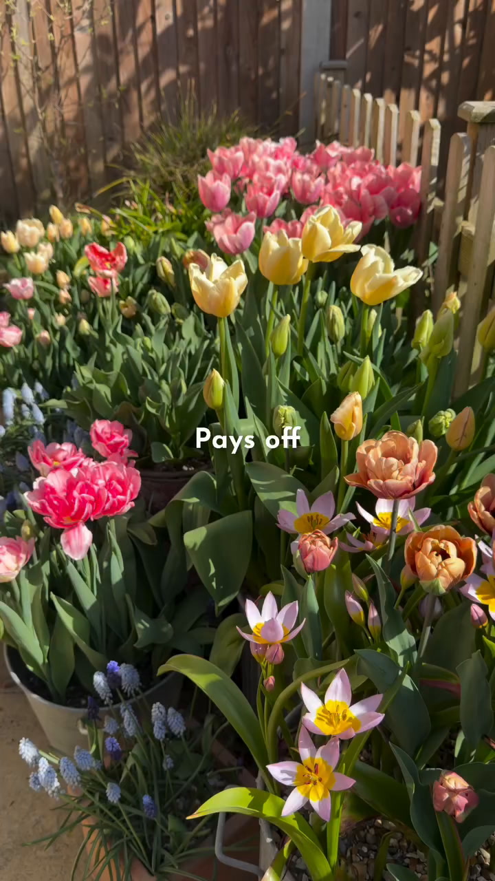 The ultimate tulip garden transformation