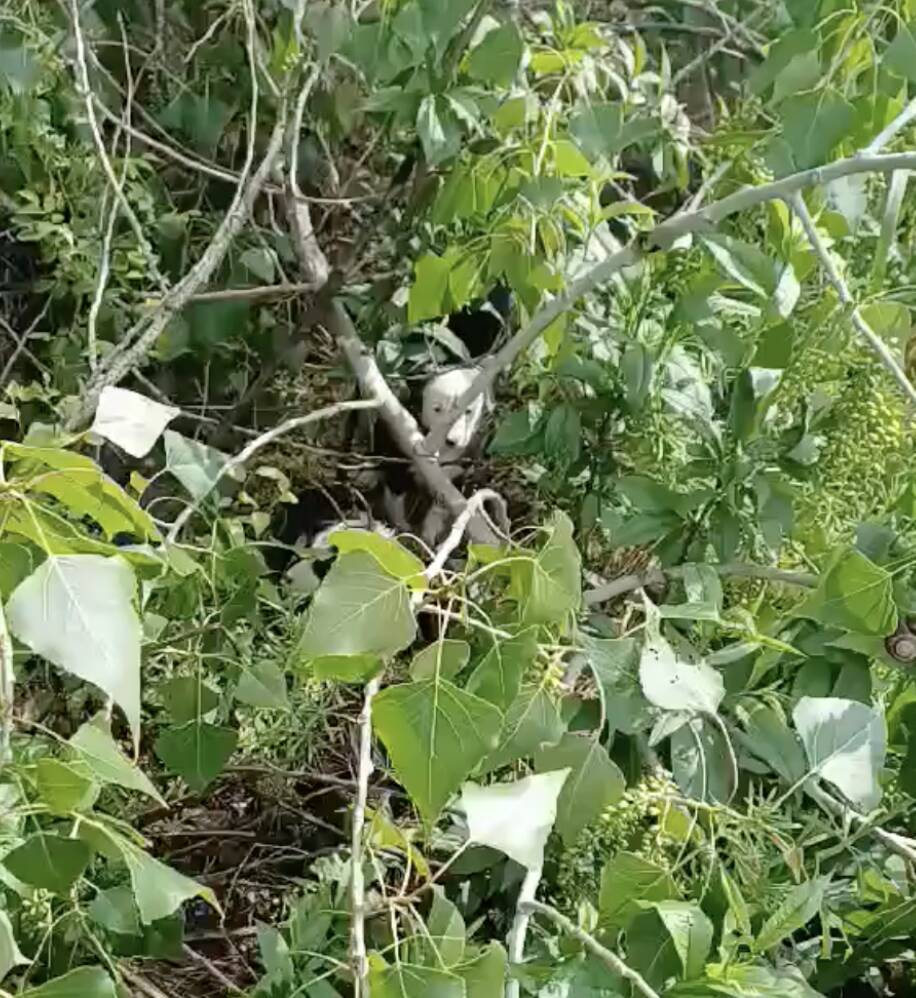 Woman walking to work hears ‘tiny cries’ and finds 5 babies alone in ...