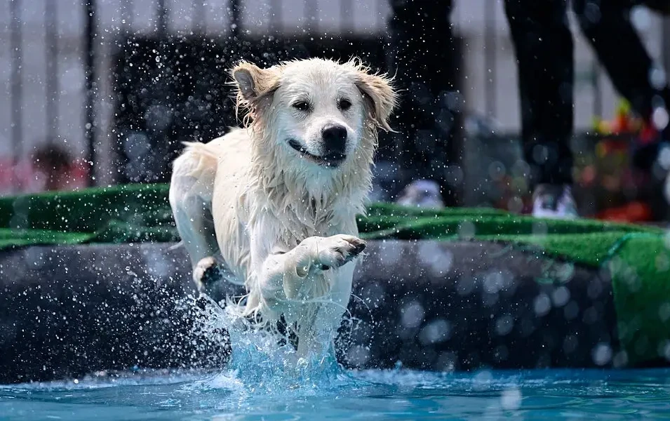 Vets list 7 breeds with golden retriever-like loyalty