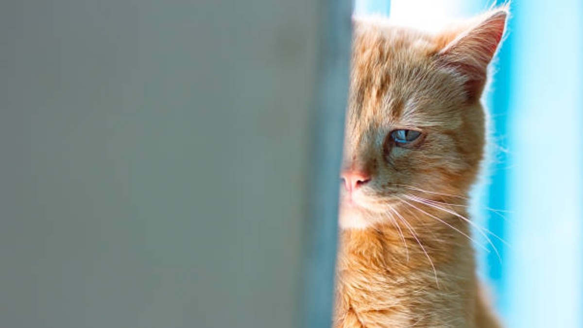10 signs your cat may be jealous of your partner, according to feline ...