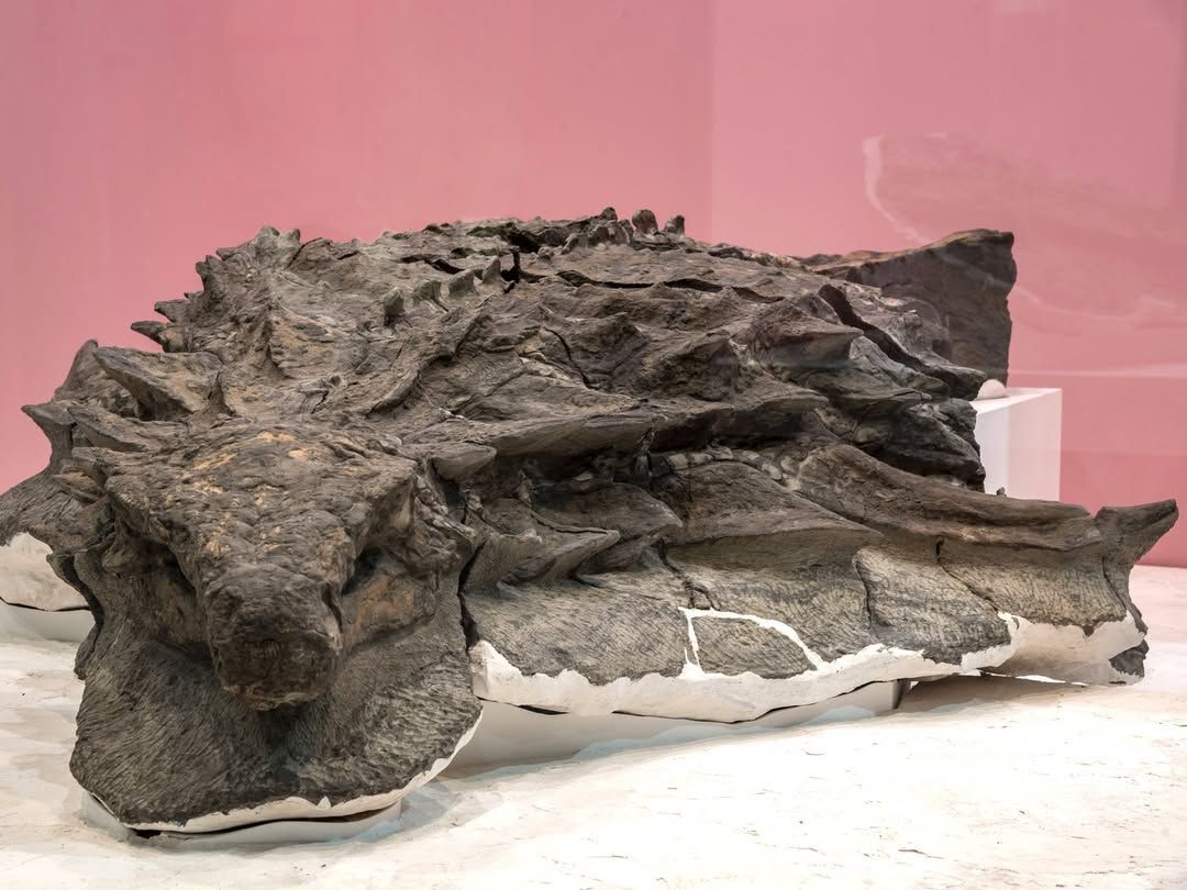 Amazing fossil discoveries in history