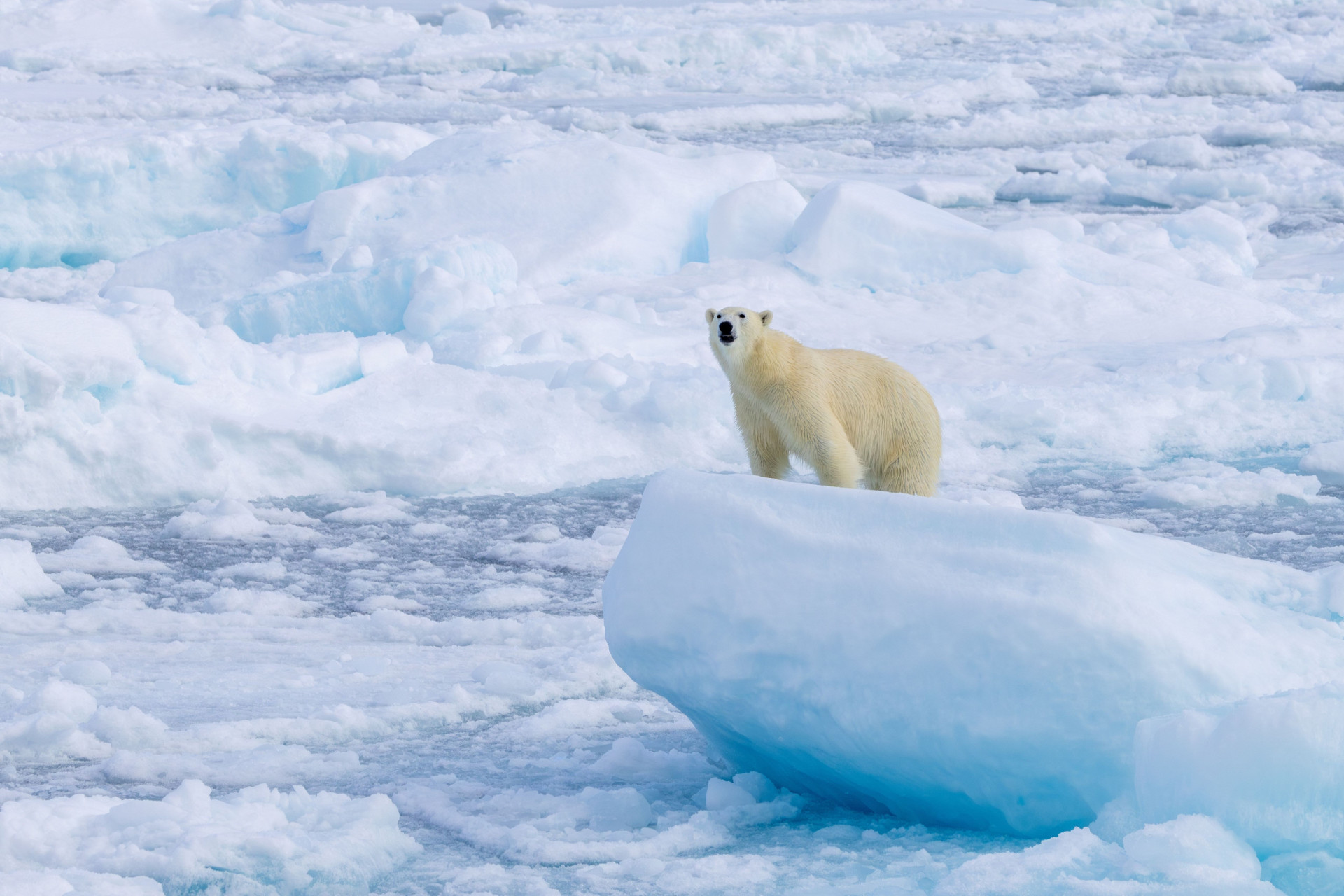 The Arctic could be ice-free by 2027, study finds