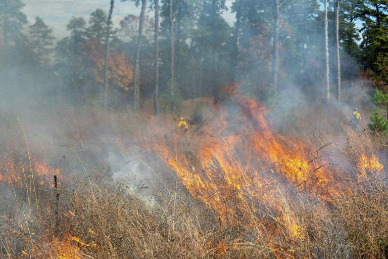 Smoky smell in Colonie is controlled burn at Pine Bush Preserve