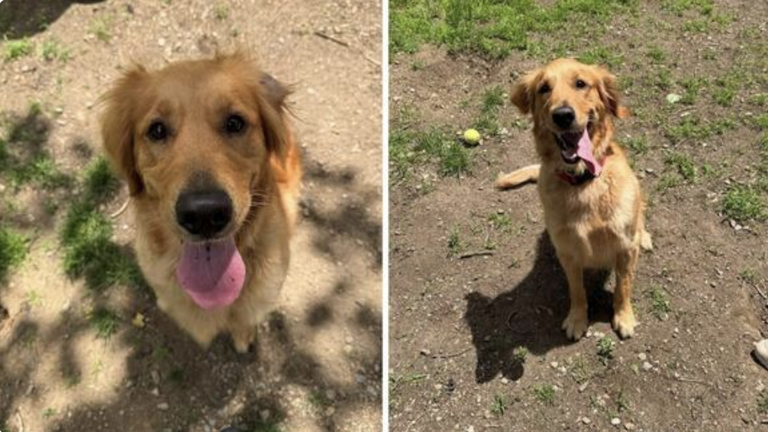 Stella is a loyal shadow in the making: Meet the high-energy golden ...