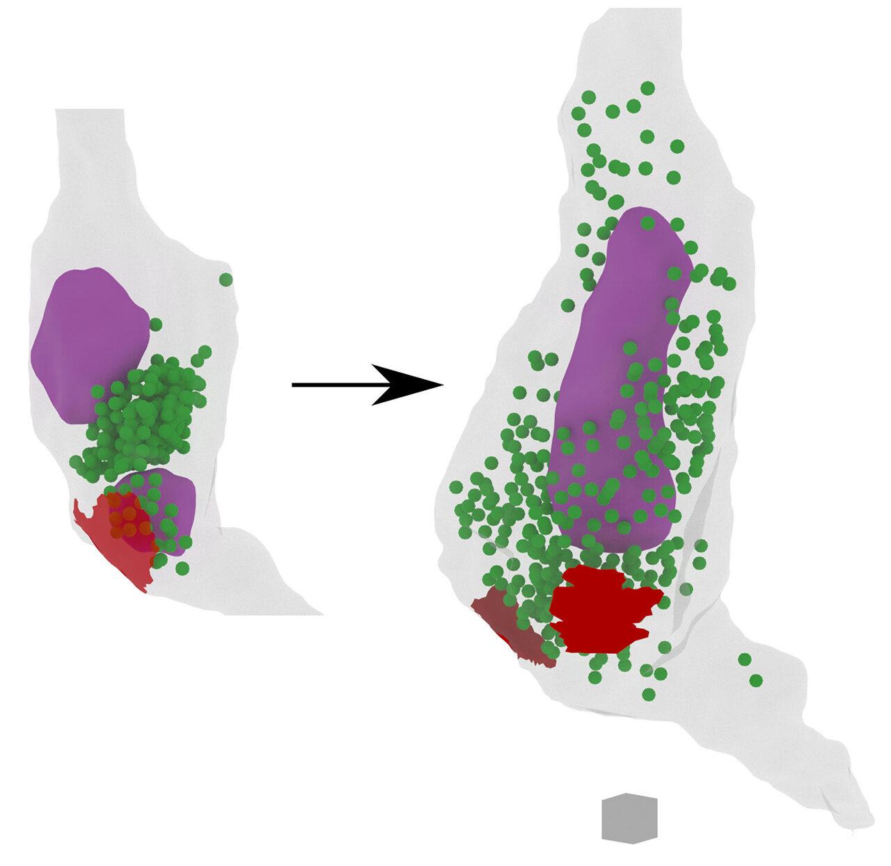 How the brain regulates learning on a cellular level: 3D maps reveal ...
