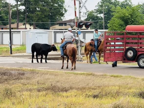 Texas town becomes a cattle drive after 18-wheeler hits runaway herd