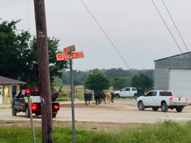 Brenham citizens herd surviving cattle from 18-wheeler accident