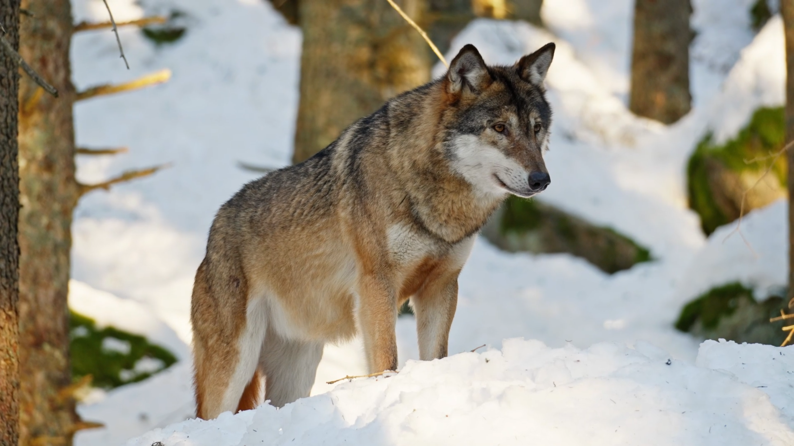 This brave wolf was filmed in a lovely moment while waiting for his ...