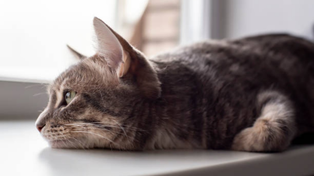 7 things your cat does when you're sad (and how it knows)