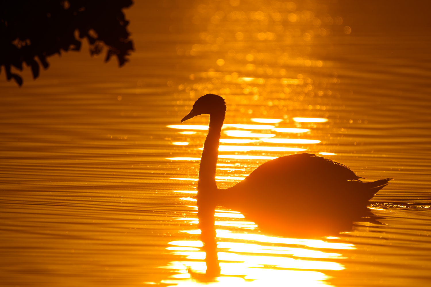 'Stupid hot': Heat waves muddle the minds of animals and humans as ...