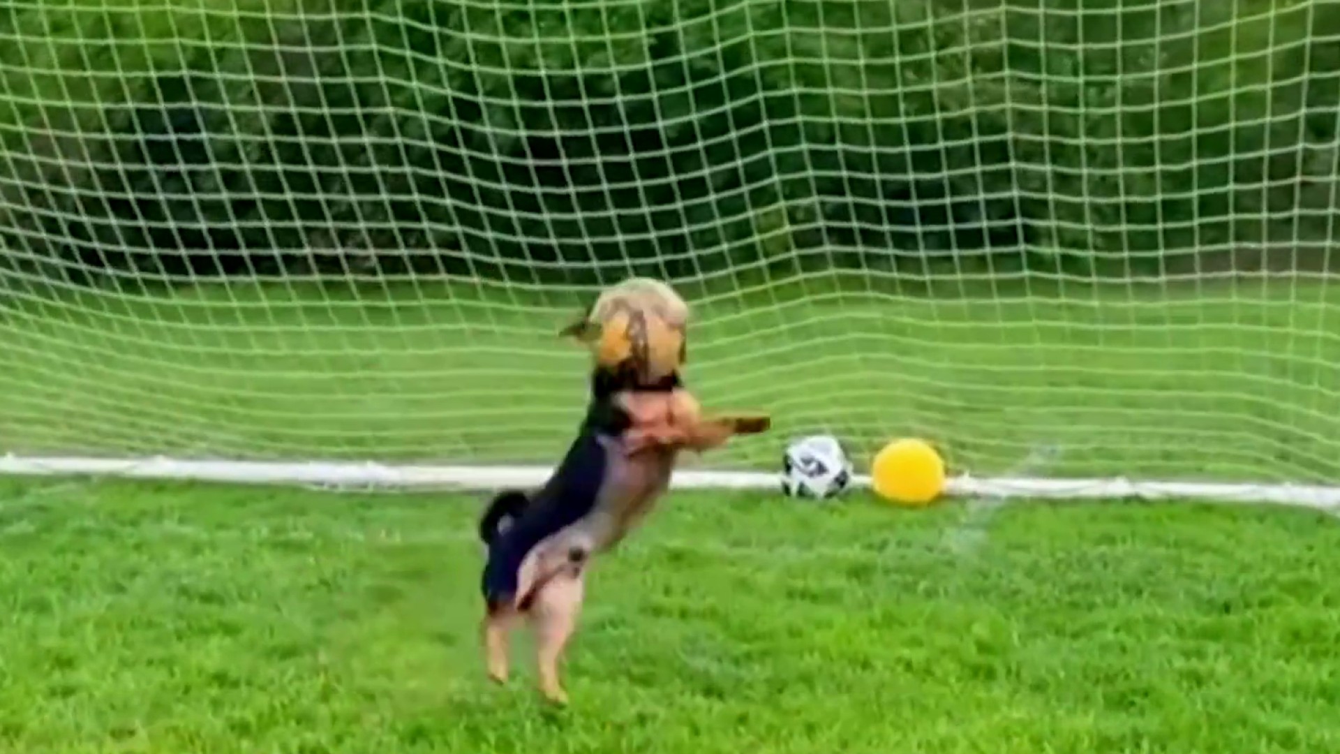 Meet Ronaldo the chihuahua-dachshund mix going viral for his soccer skills