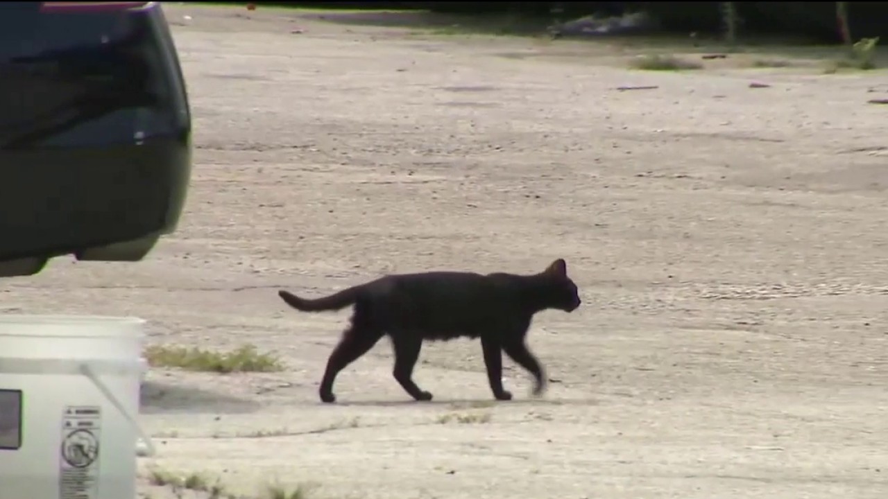 Atlanta farmers market traps feral cats
