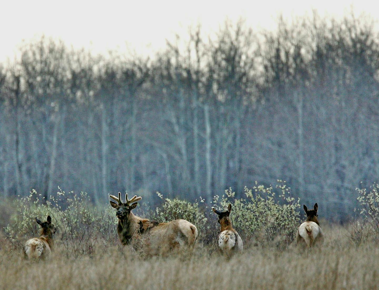 Anderson: Minnesota’s elk will remain in the northwest — not the ...
