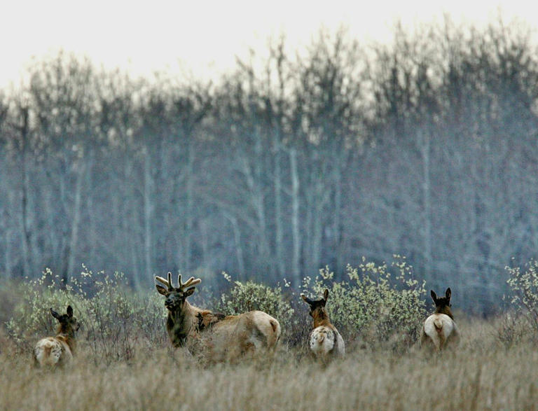 Anderson: Minnesota’s elk will remain in the northwest — not the ...