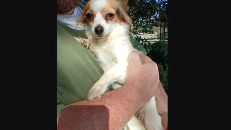 Meet Little Truffles: The sweet 4.7lb chihuahua looking for love