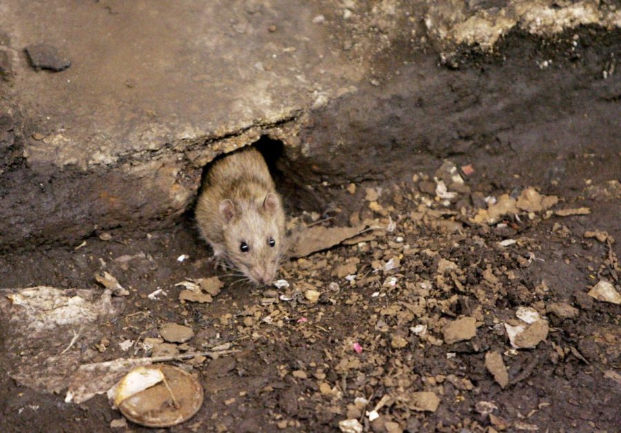 Central Pennsylvania rat-infested home leads to animal cruelty charges ...