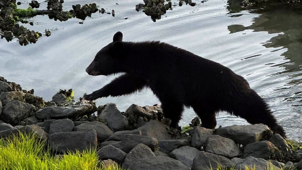Rare black bear spotted on Bogue Banks after crossing from mainland