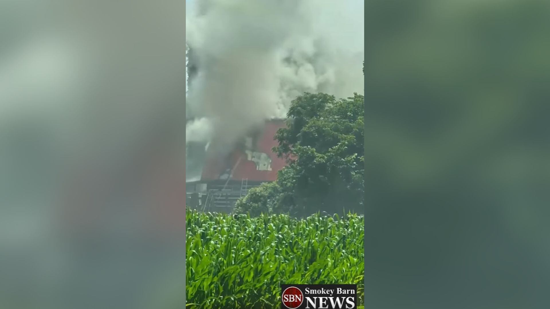 Several dogs rescued from Adams house fire