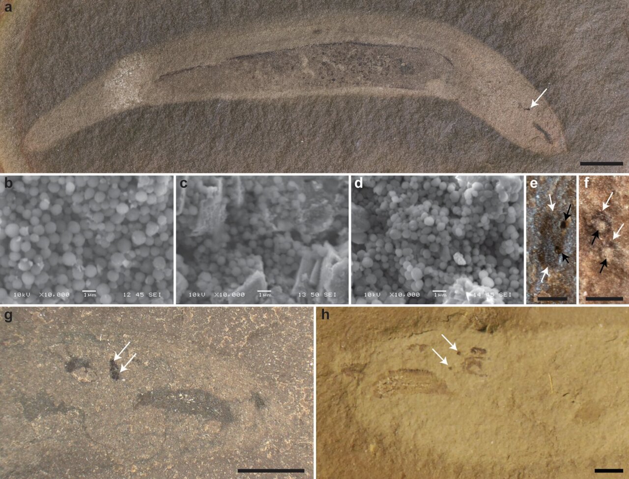 Hagfish fossils reveal stepwise eye simplification before near-total ...