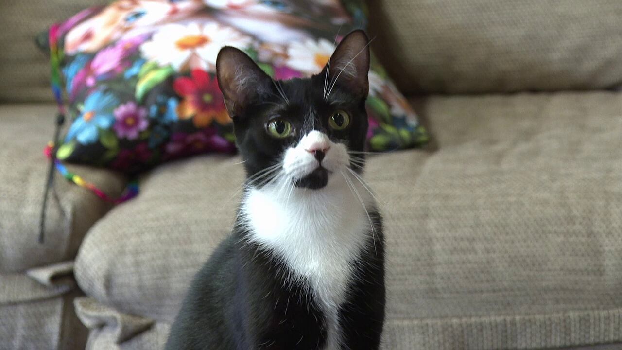 Cat lounge and bookstore opens in Ocala