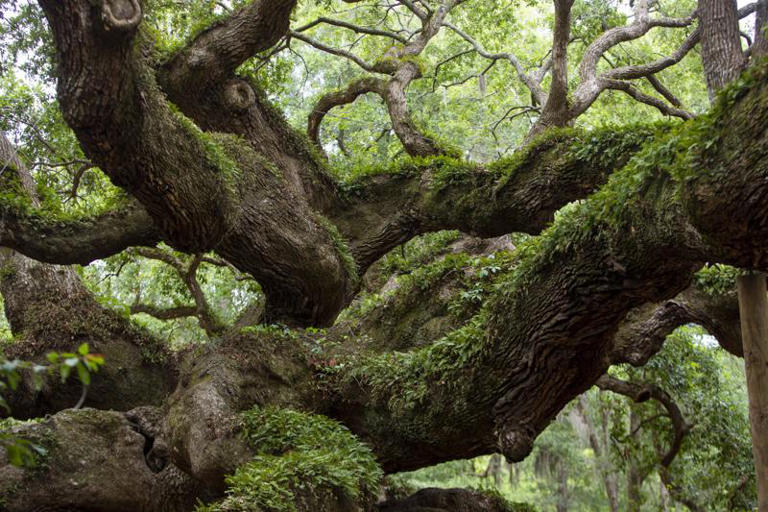 Angel Oak Tree on Johns Island now listed on the National Register of ...