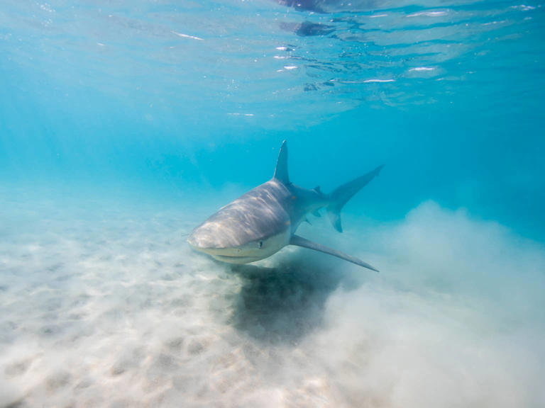 A shark species nearly wiped out 50 years ago was just spotted off the ...