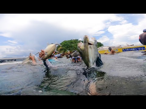 Everyone was shocked by the massive fish run in shallow waters! 😱🎣
