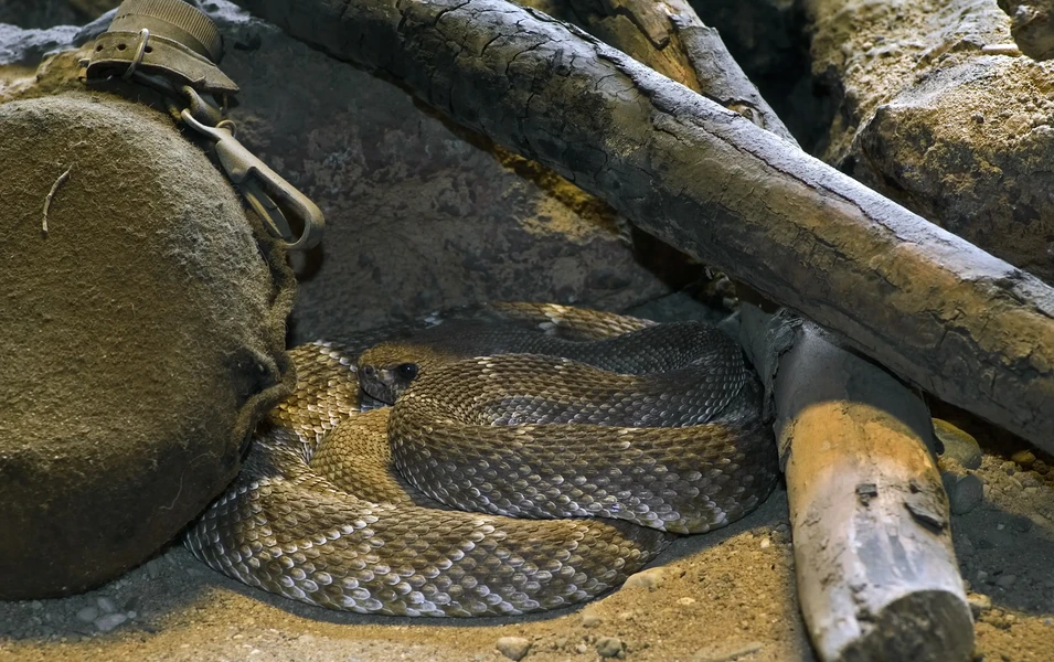 Study finds 40% of southeastern US snakes carry deadly pathogens