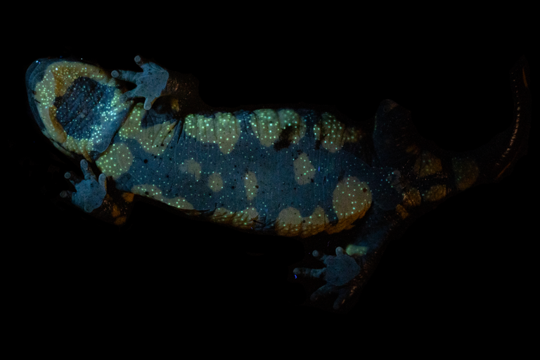 Scientists have been studying fire salamanders for more than 250 years ...